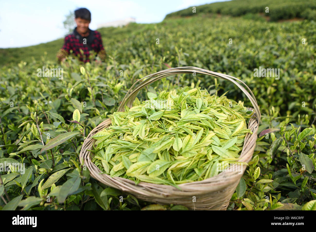 A Chinese farmer harvests white tea leaves at a tea plantation in ...