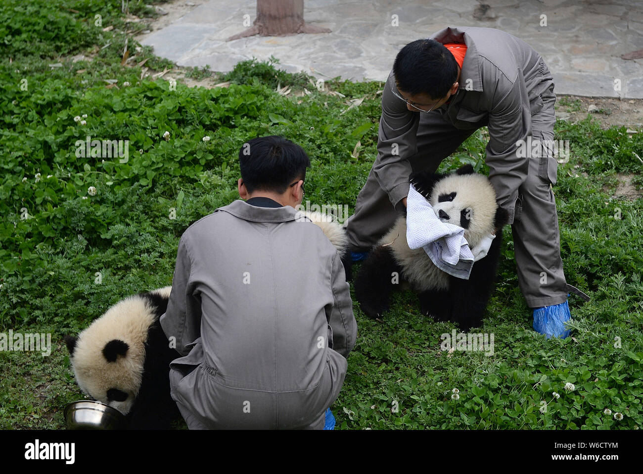 A Chinese keeper helps a giant panda wipe its mouth after feeding it at ...