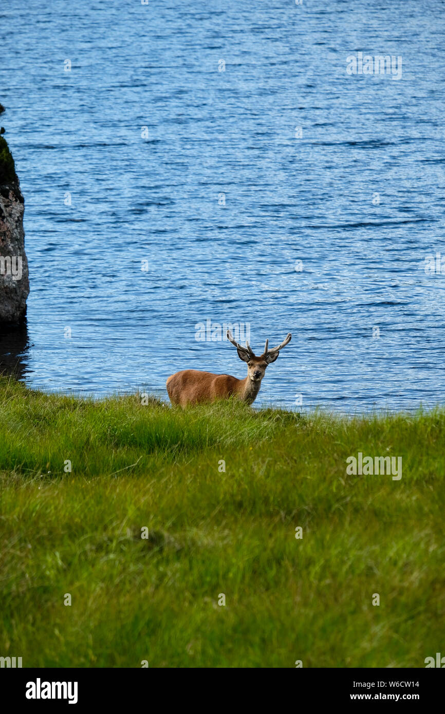 Red Deer Stag by Loch Stack Stock Photo - Alamy