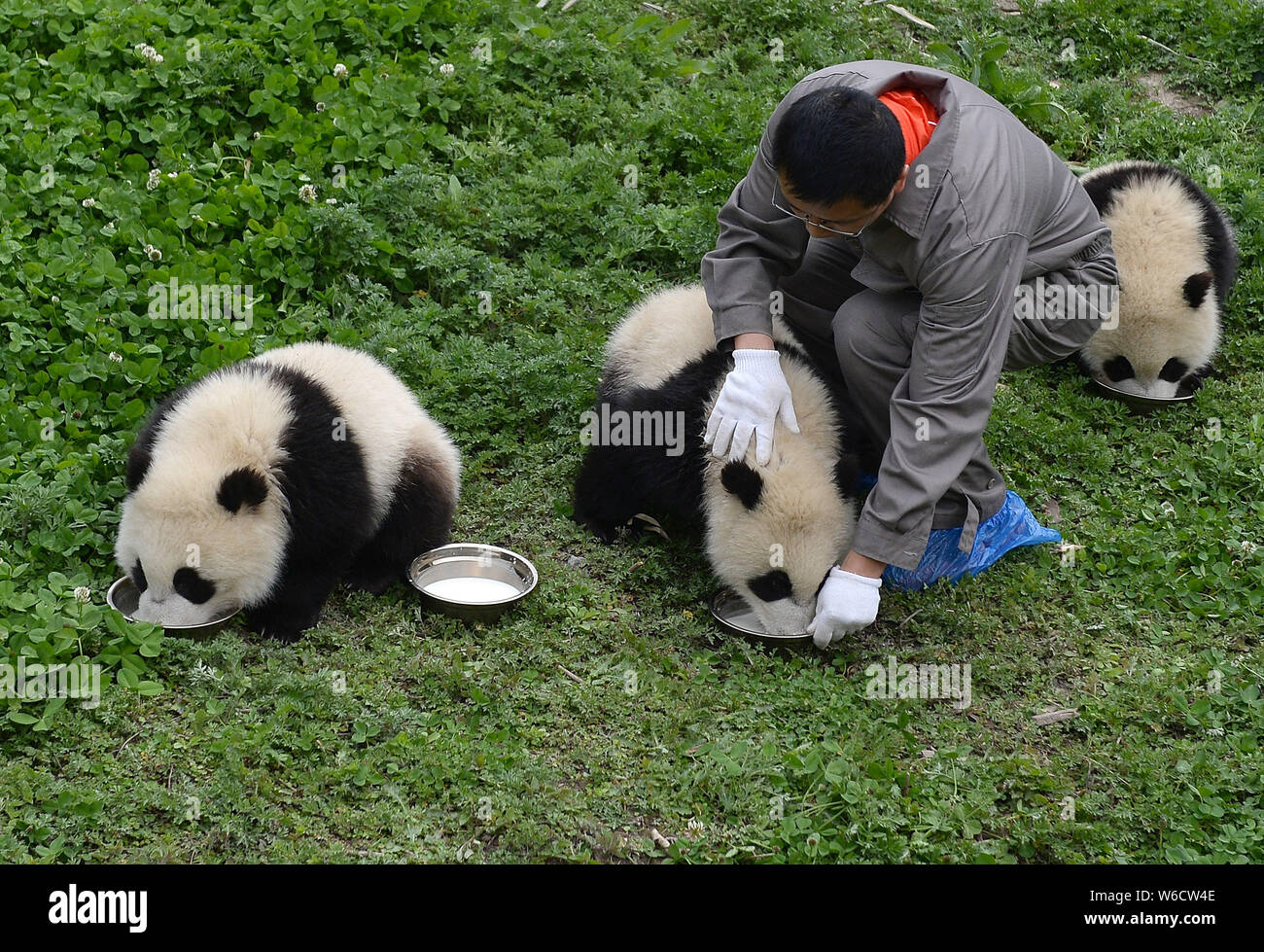 Wolong national nature reserve hi-res stock photography and images - Alamy