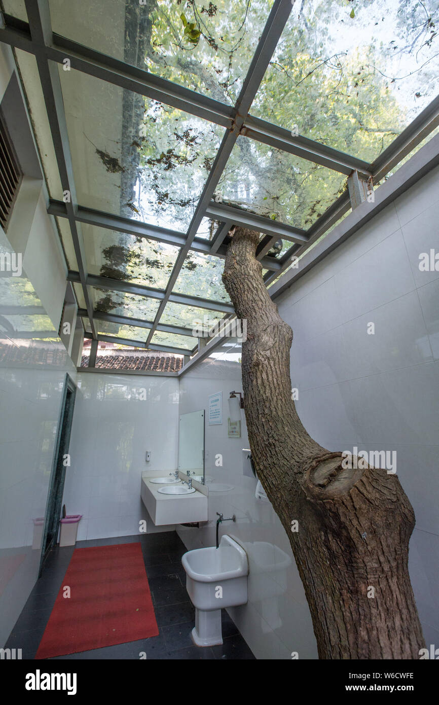 Interior view of a tree growing inside women's public toilet near the ...