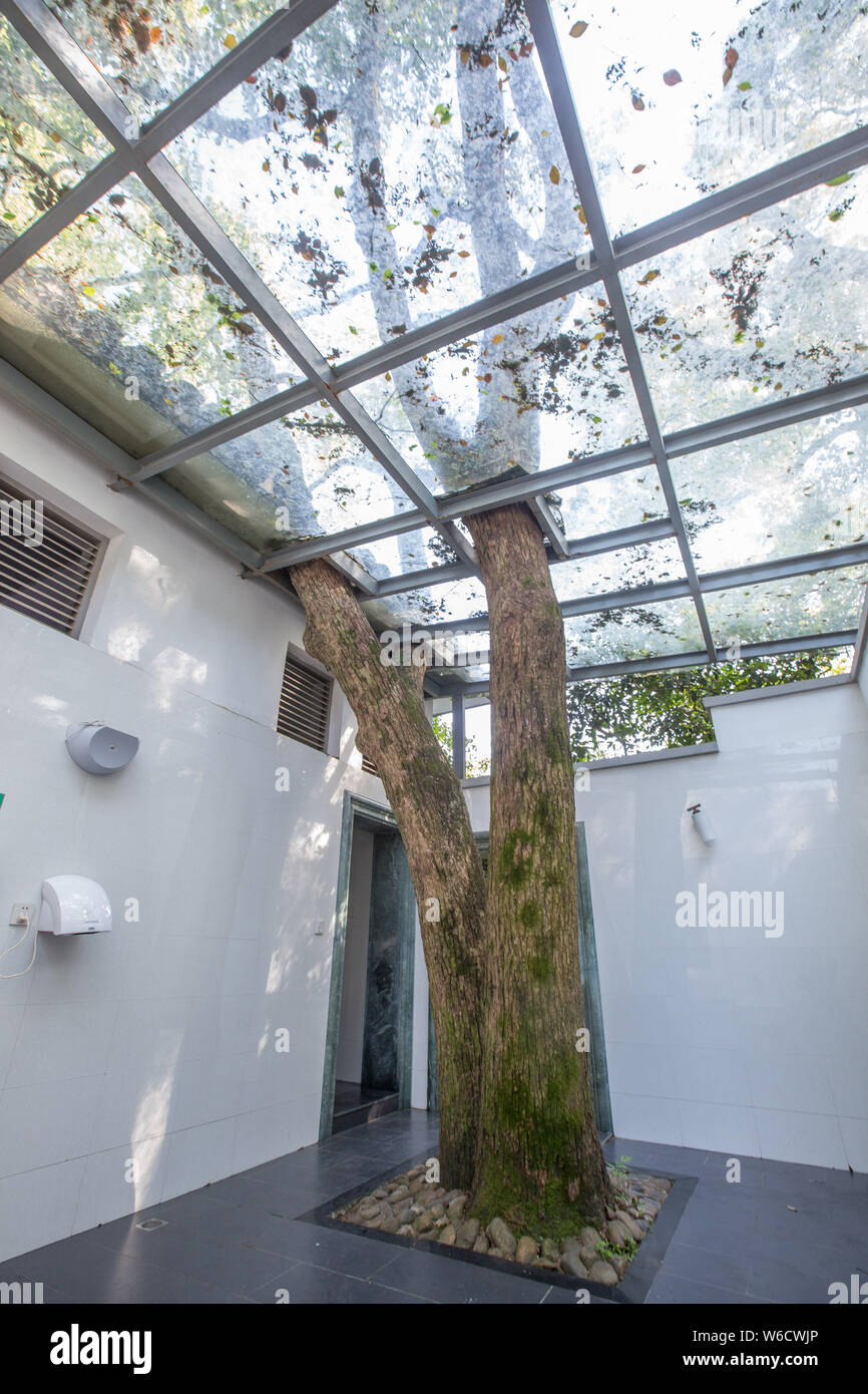 Interior view of a tree with a width of two meters growing inside men's ...