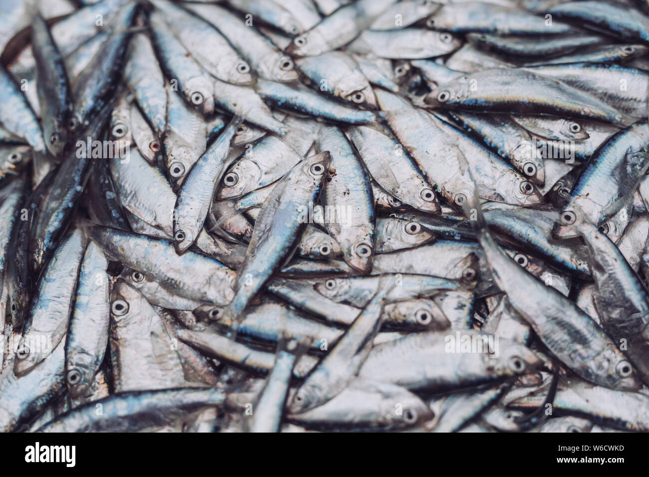 Fish sprats at the fish market. Fresh organic fish Stock Photo - Alamy