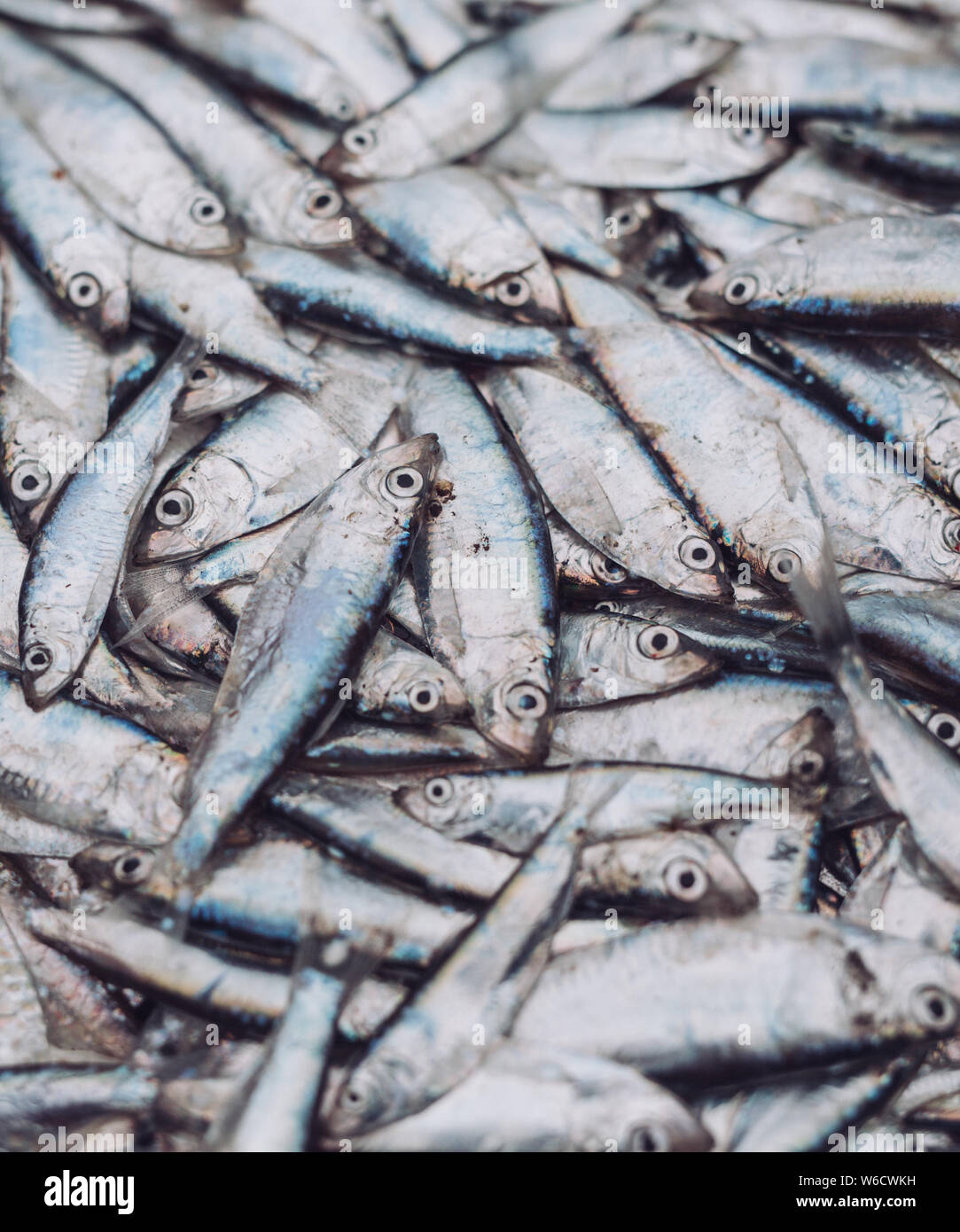 Fish sprats at the fish market. Fresh organic fish Stock Photo - Alamy