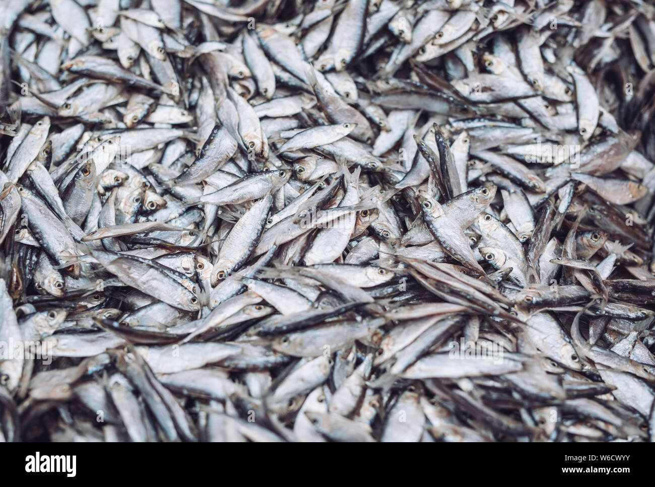 Fish sprats at the fish market. Fresh organic fish Stock Photo - Alamy