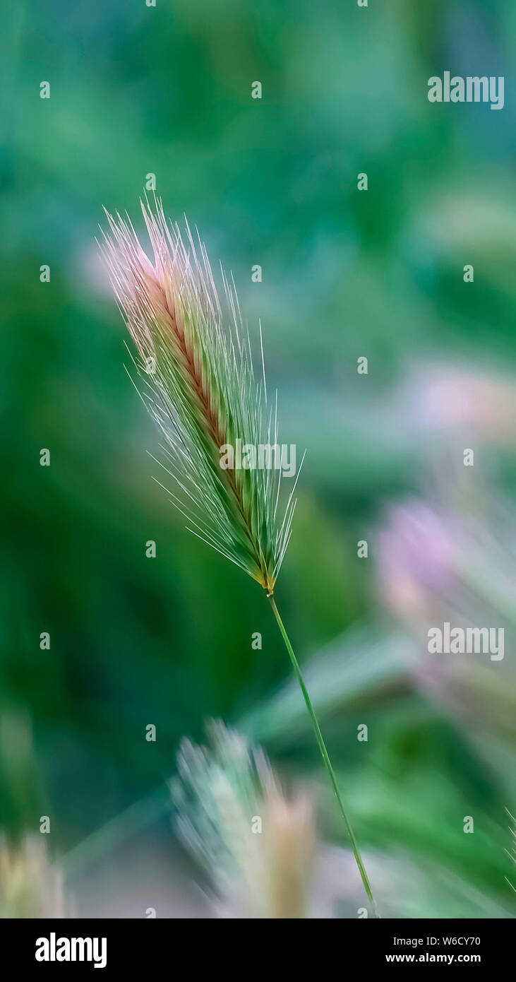 Green stems topped hi-res stock photography and images - Alamy