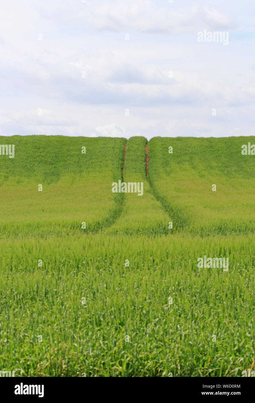 Tractor lines through field growing arable crop, Bempton, East ...