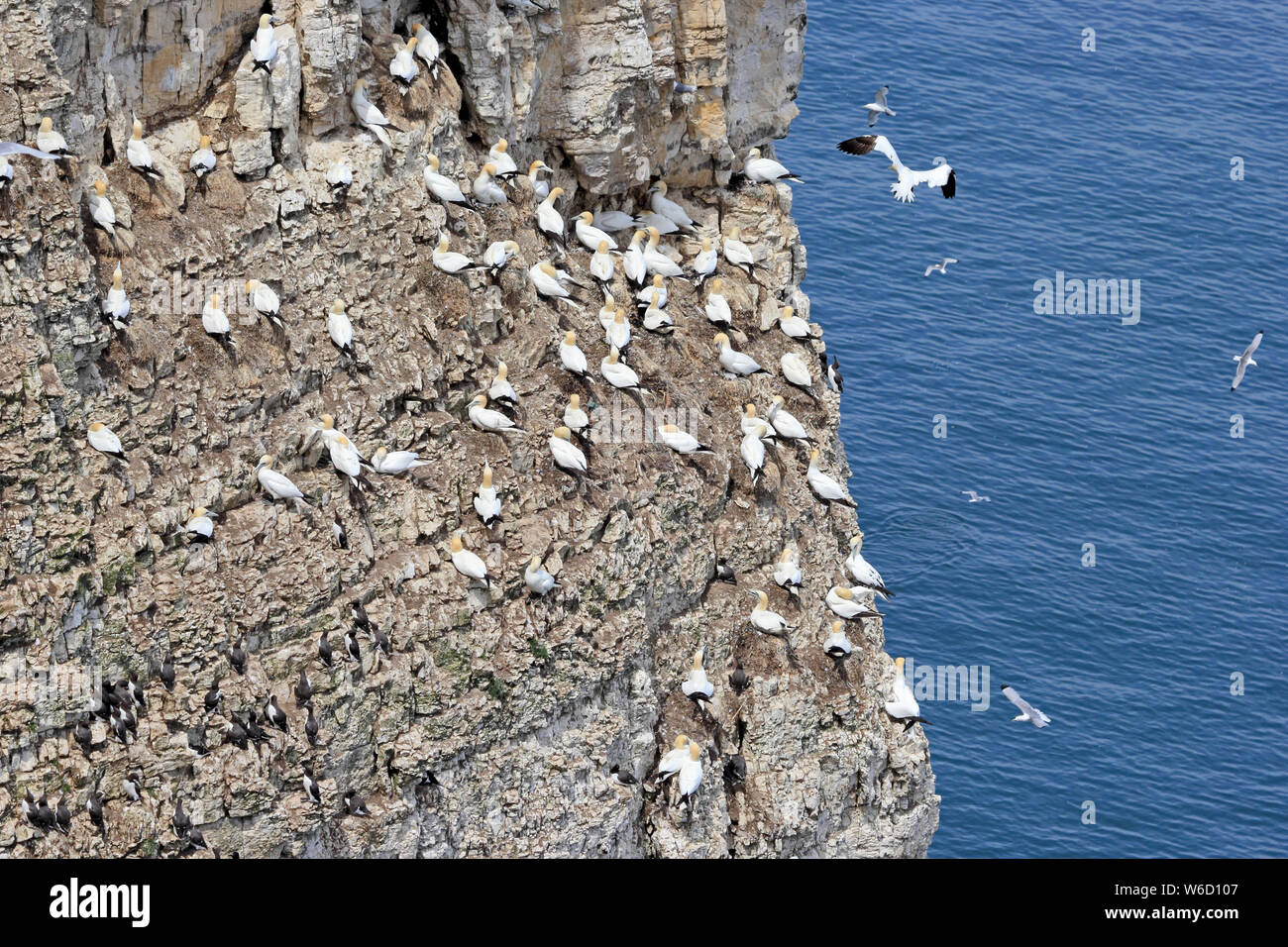 Gannets nesting on Bempton Cliffs Stock Photo - Alamy
