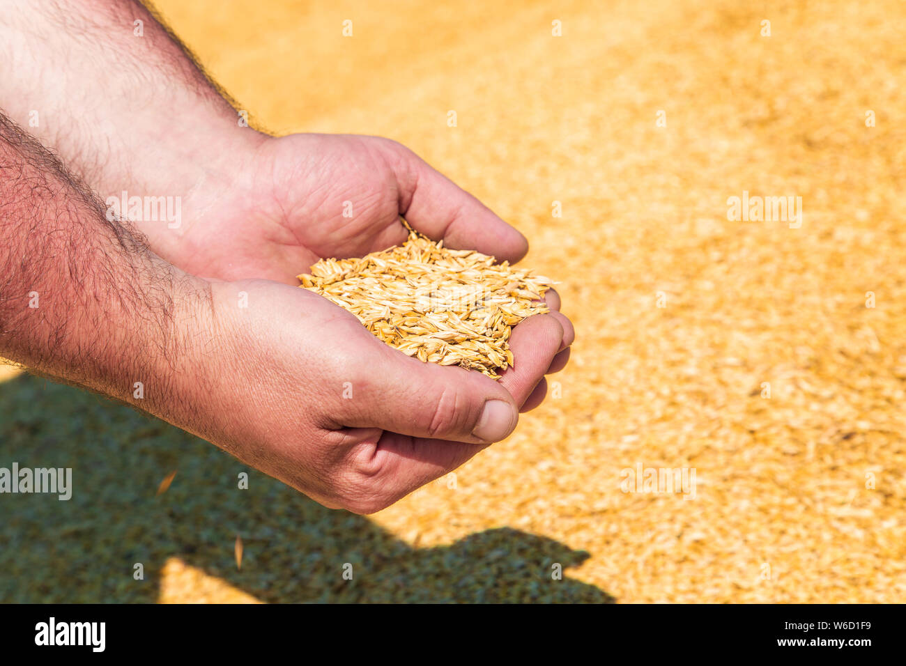 Farmer Hands Holding Handful Wheat High Resolution Stock Photography ...