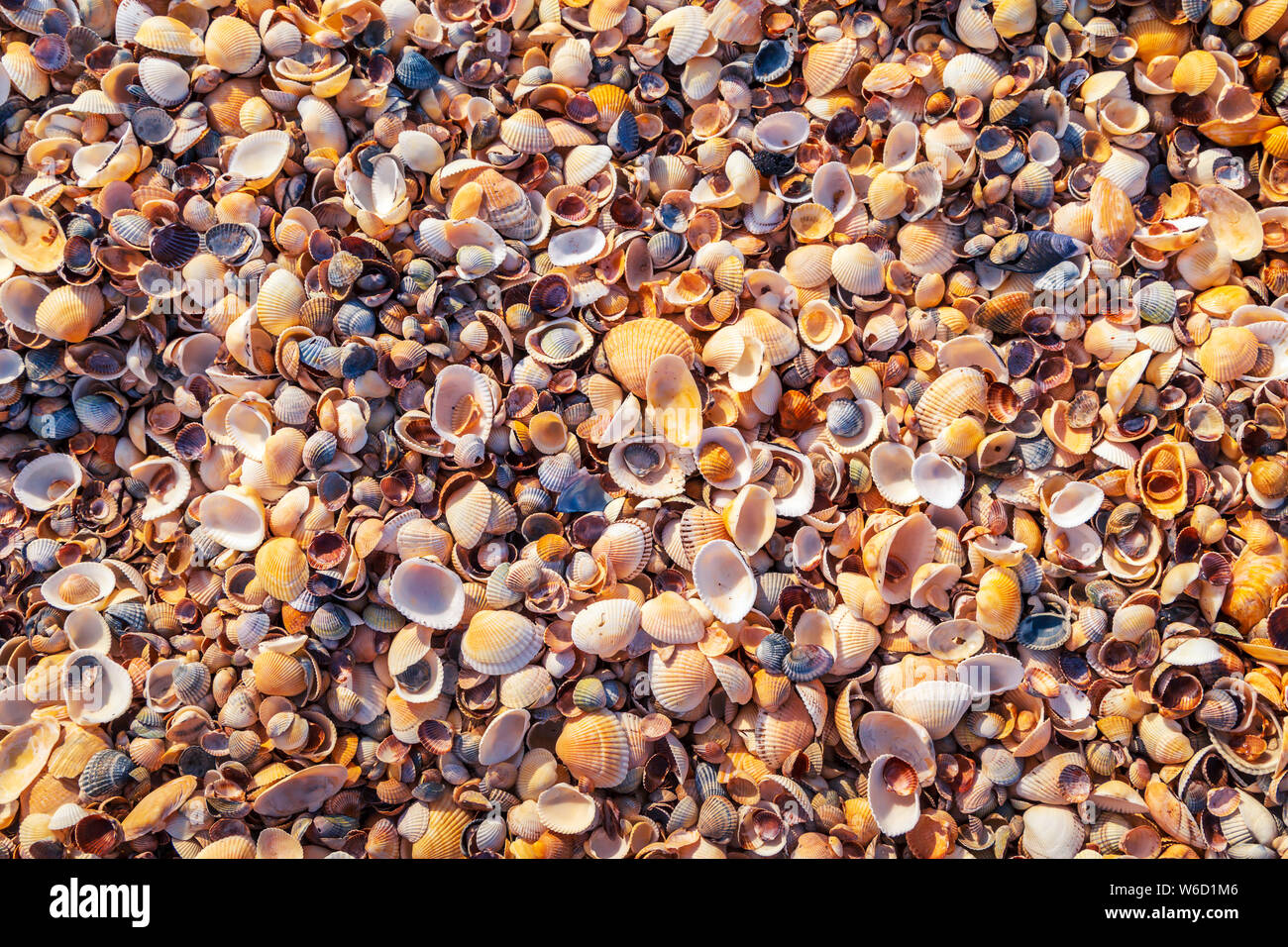 Seashells top view shell close hi-res stock photography and images - Alamy
