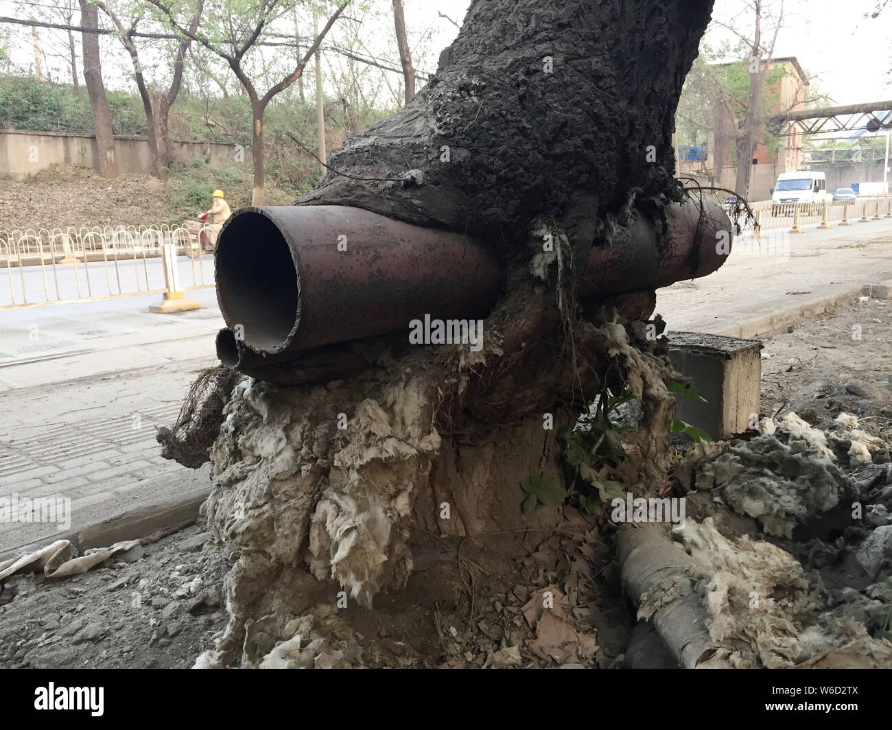 A 10-meter-tall tree grows around two iron pipes in Wuhan city, central ...