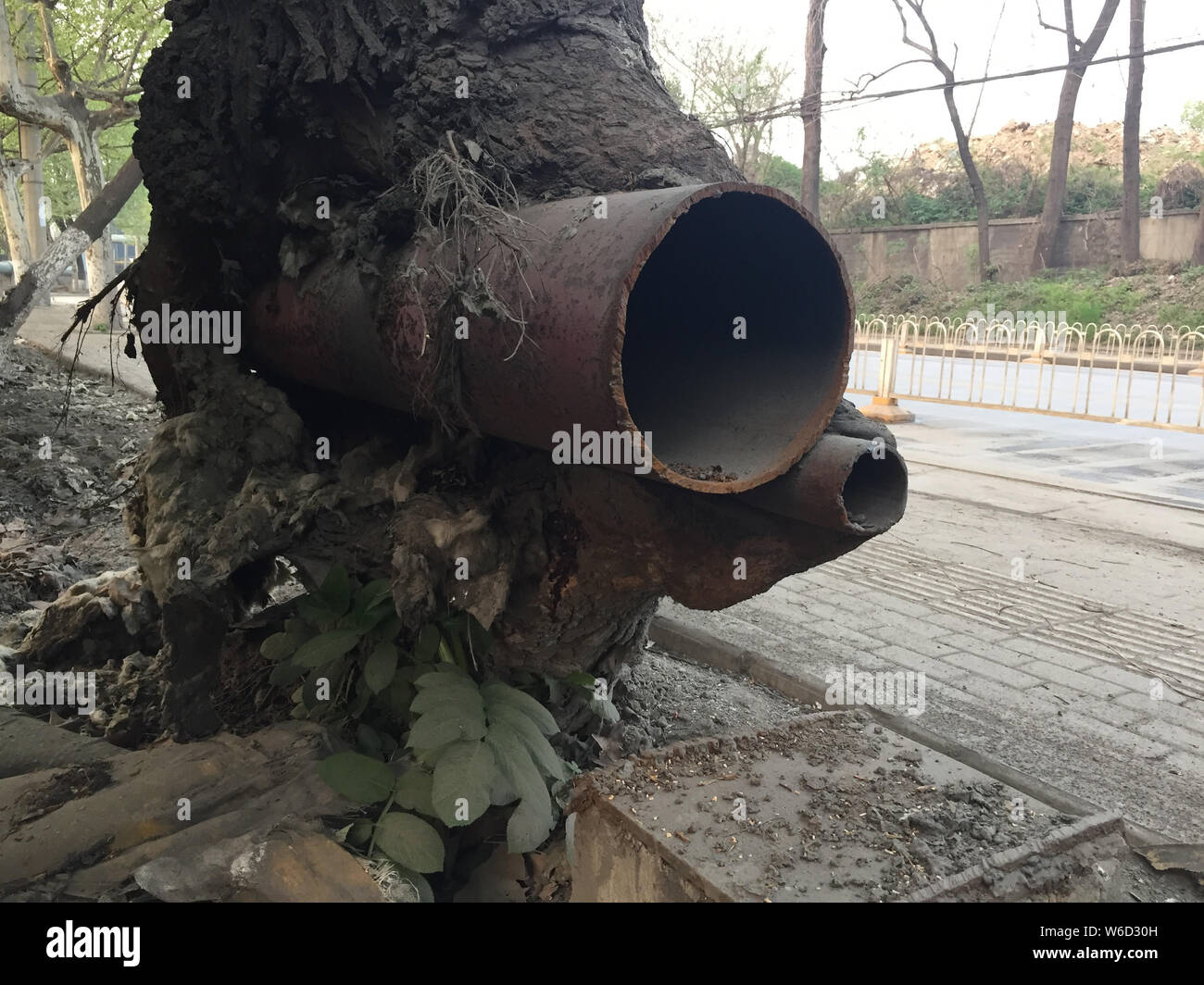 A 10-meter-tall tree grows around two iron pipes in Wuhan city, central ...