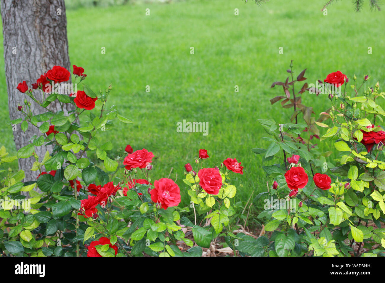 Beautiful Lush Back Yard Rose Garden Stock Photo - Alamy