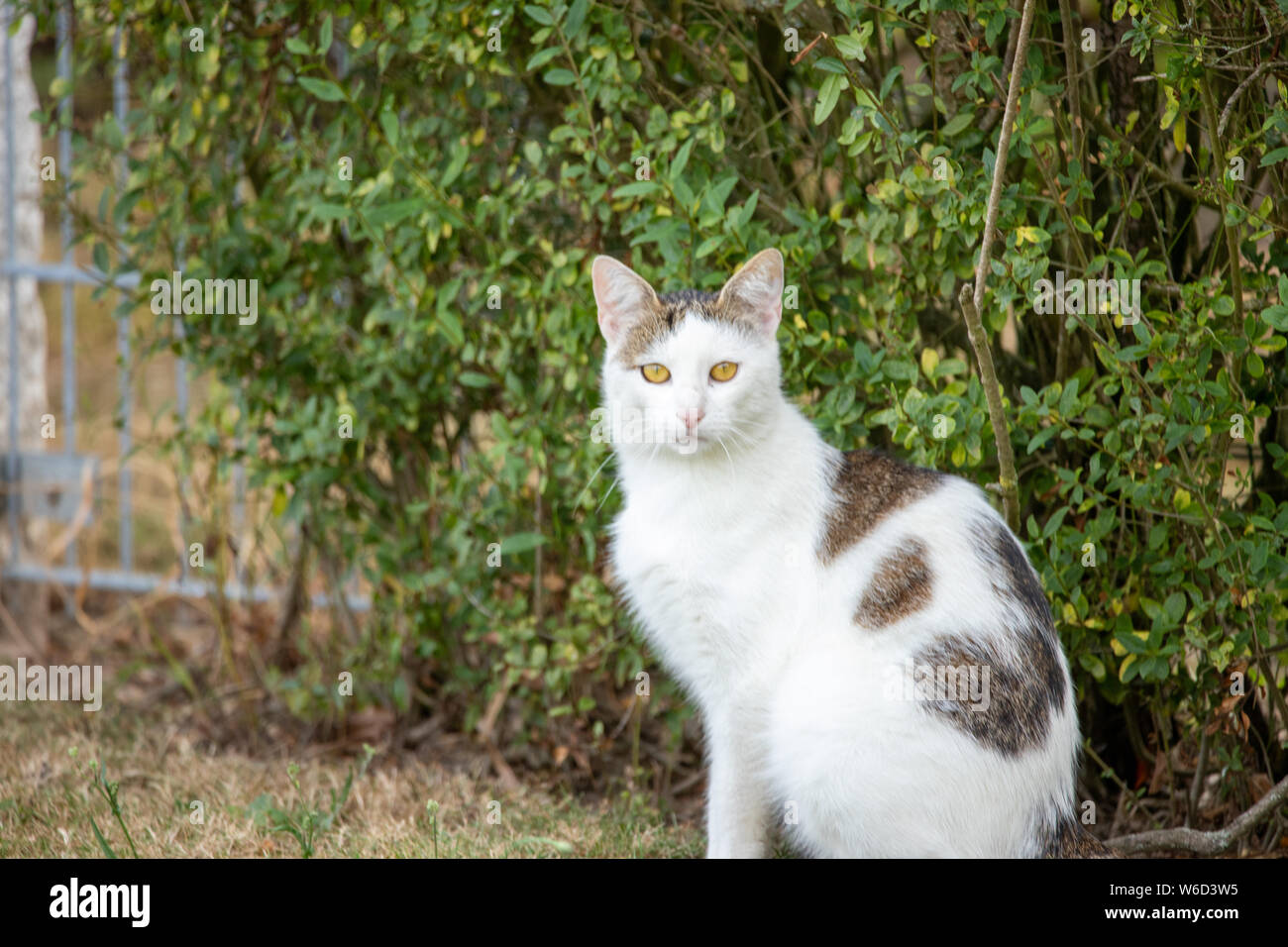 White domestic cat with brown patches sitting in front of green bush ...