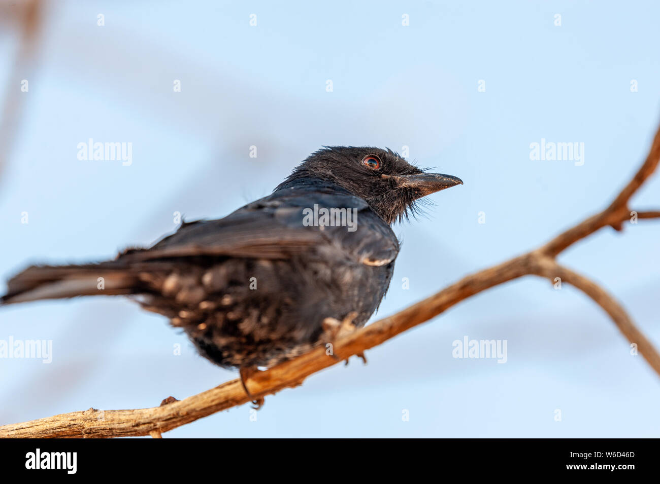 A fork-tailed drongo sitting on a branch of a tree near sesriem ...