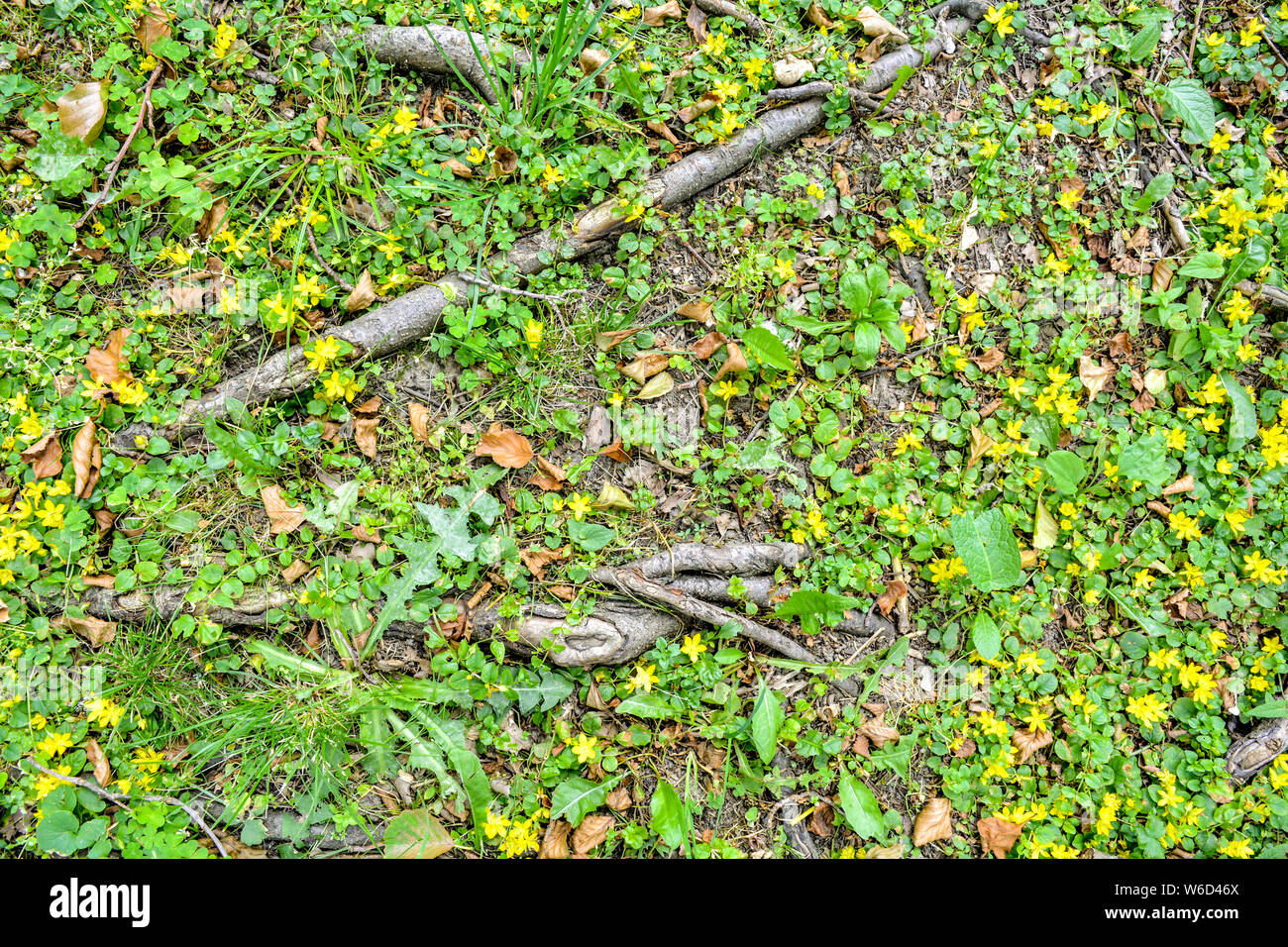The natural detailed surface of forest soil ground with sticking out ...