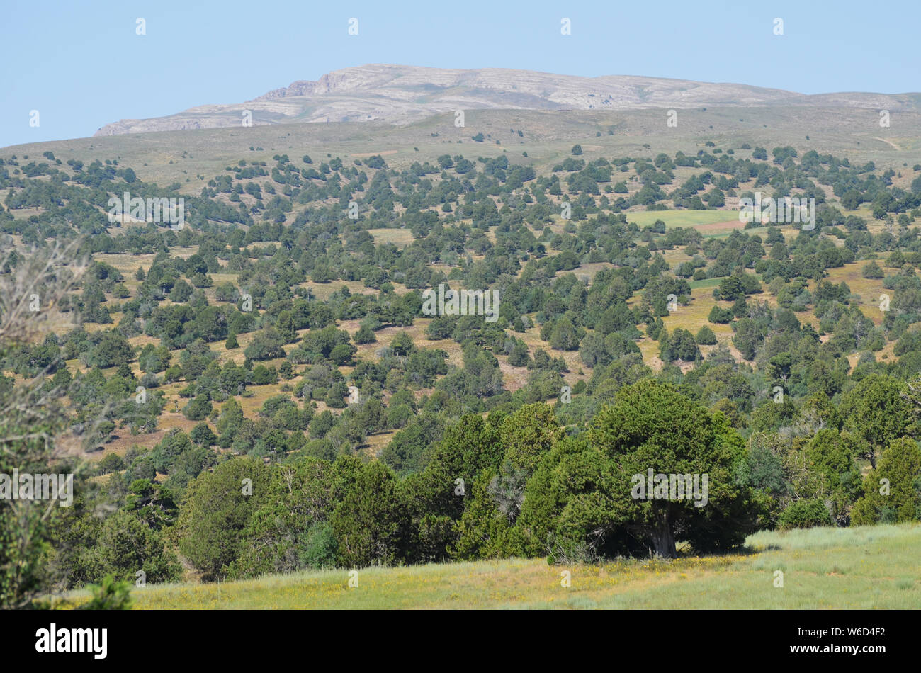 Juniper trees and high plateaus in the Hissar or Gissar mountains ...