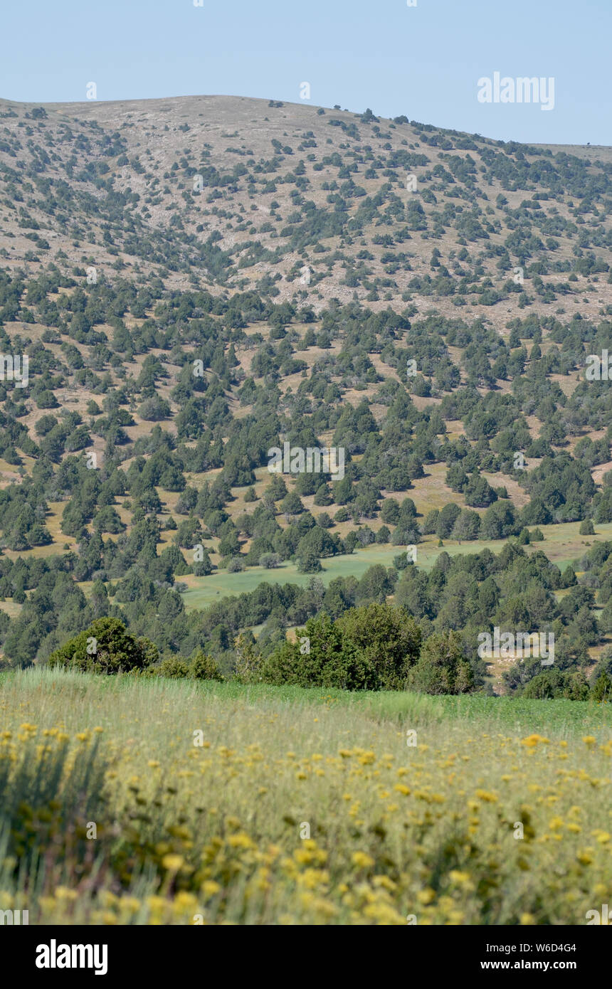 Juniper trees and high plateaus in the Hissar or Gissar mountains ...
