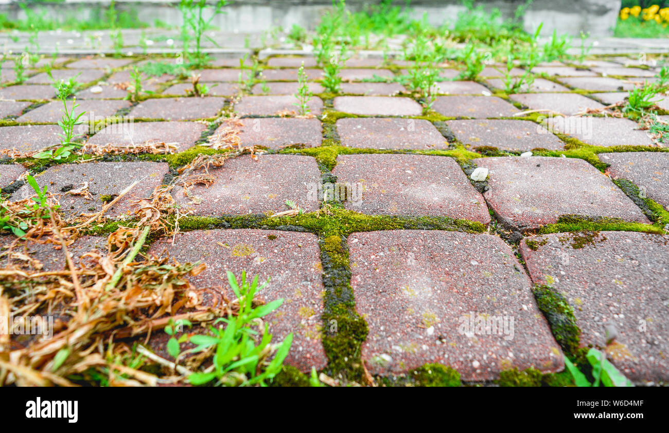 Perspective with shallow depth of field of old cobblestone pavement in ...