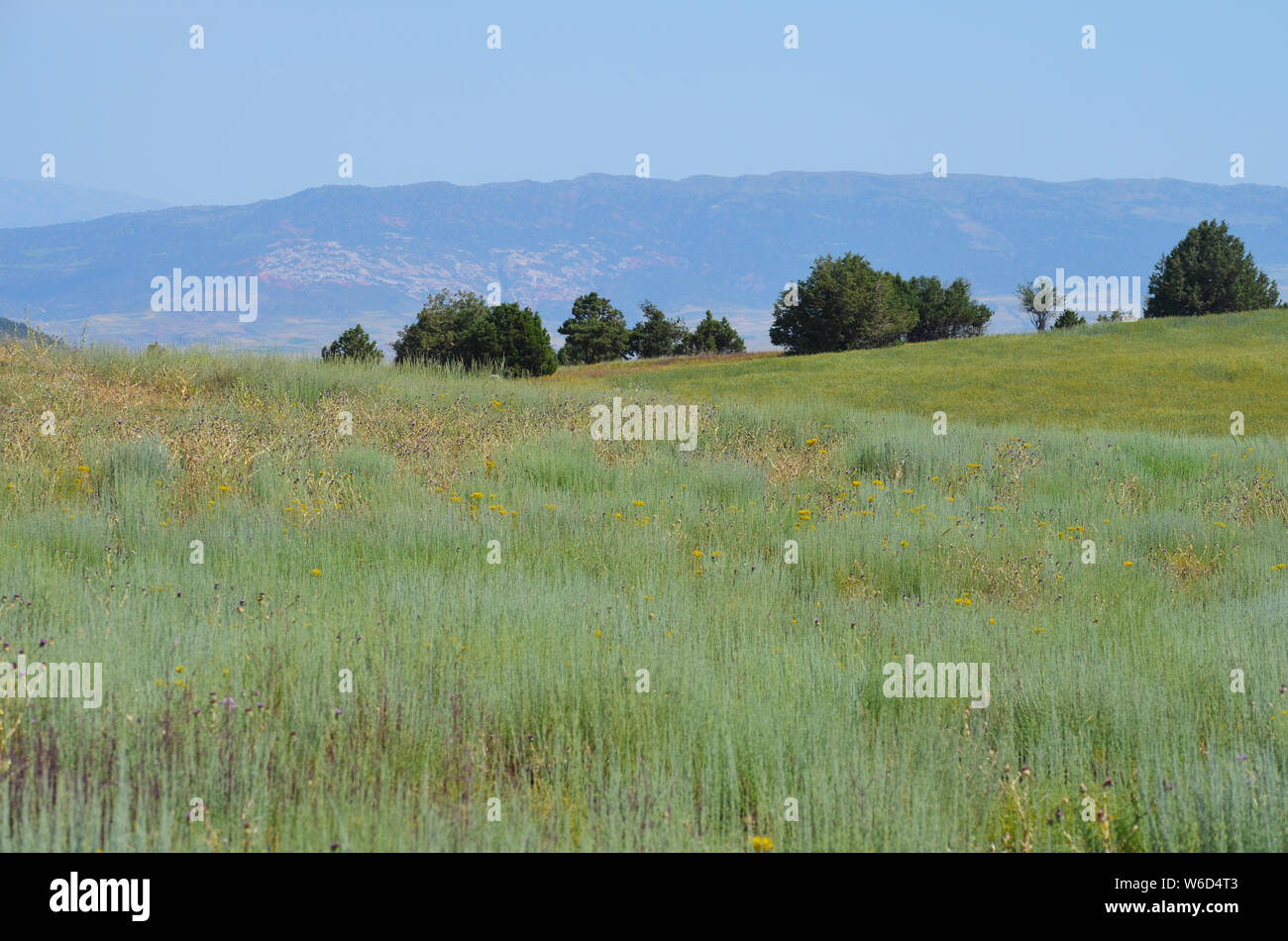 Juniper trees and high plateaus in the Hissar or Gissar mountains ...