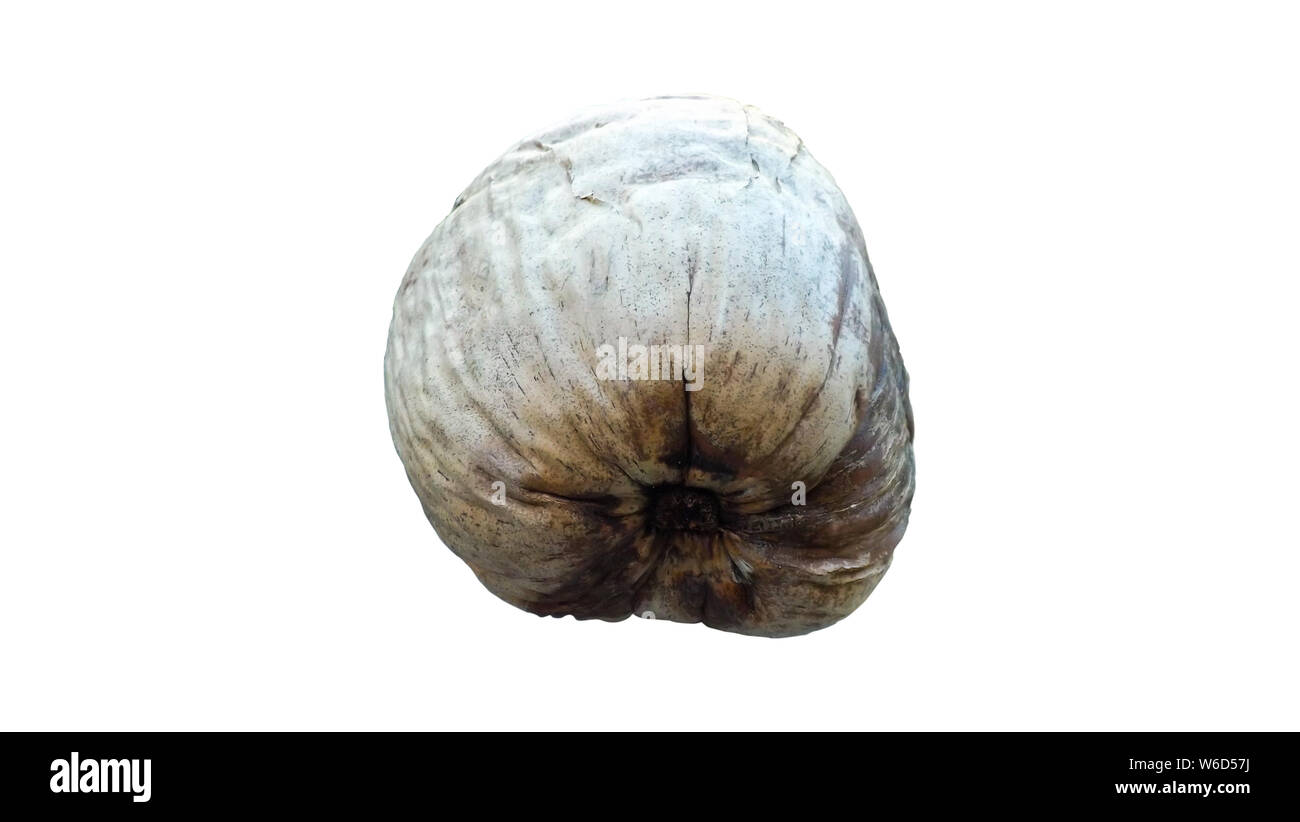 Dry coconut on isolated white background Stock Photo - Alamy