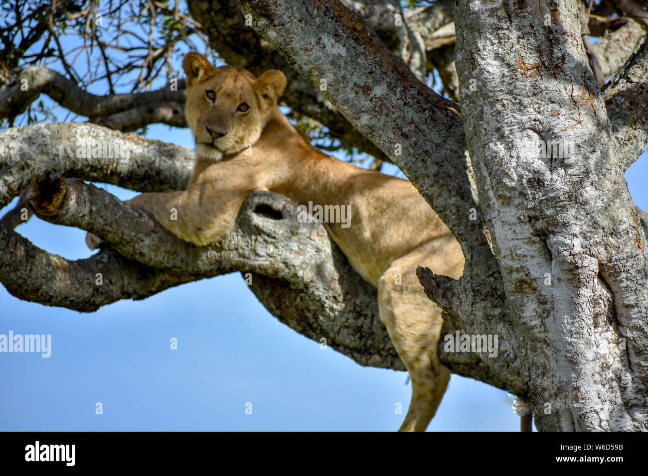 Maasai wa hi-res stock photography and images - Alamy