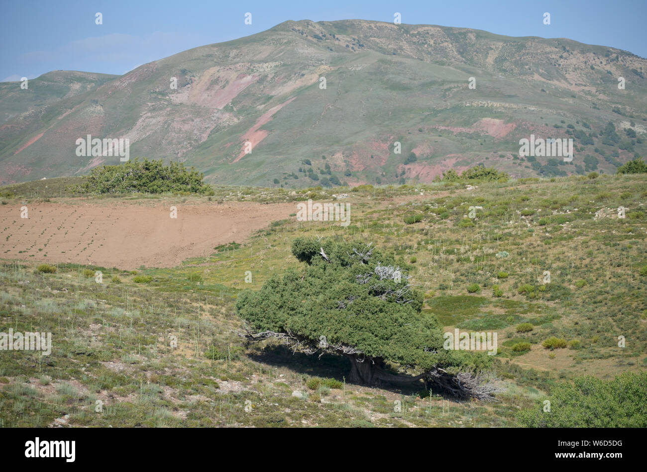 Juniper trees and high plateaus in the Hissar or Gissar mountains ...