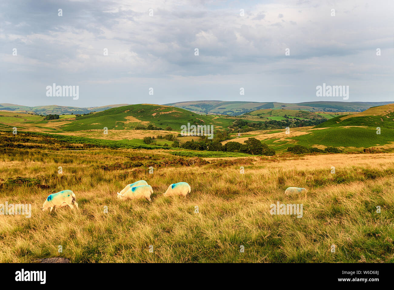 Farming agriculture mid wales landscape hi-res stock photography and ...