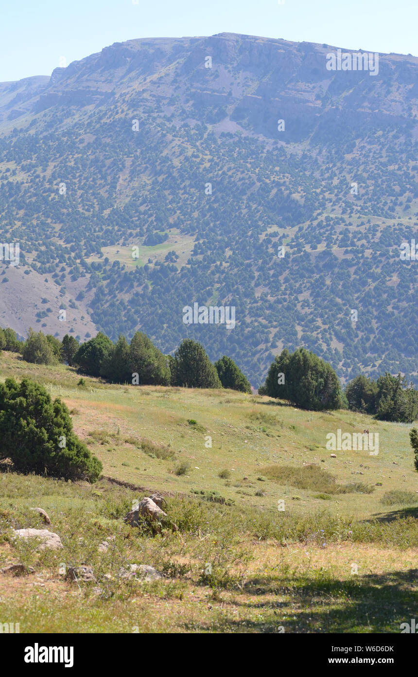 Juniper trees and high plateaus in the Hissar or Gissar mountains ...