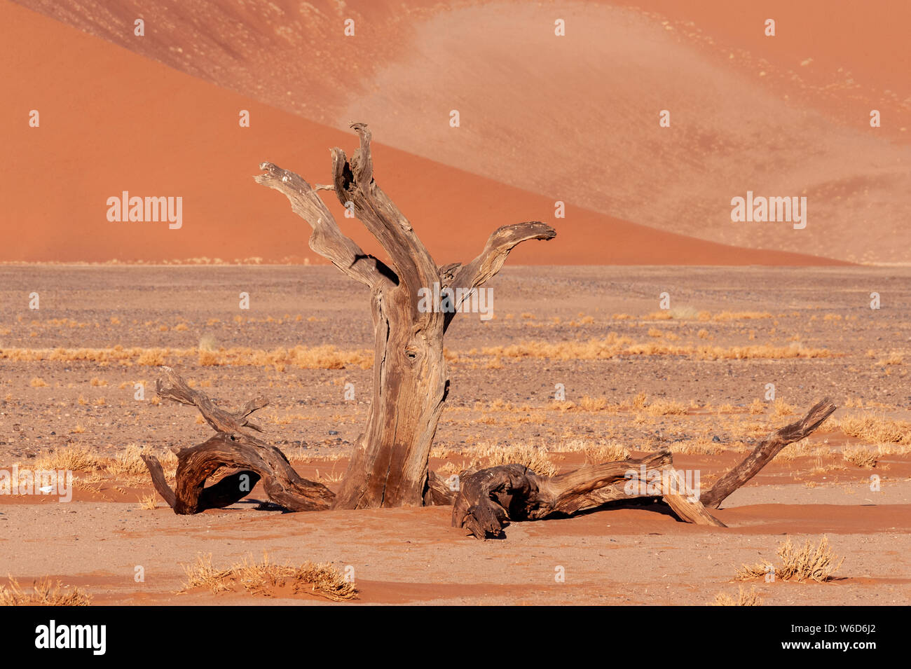 Nambia tree desert hi-res stock photography and images - Alamy