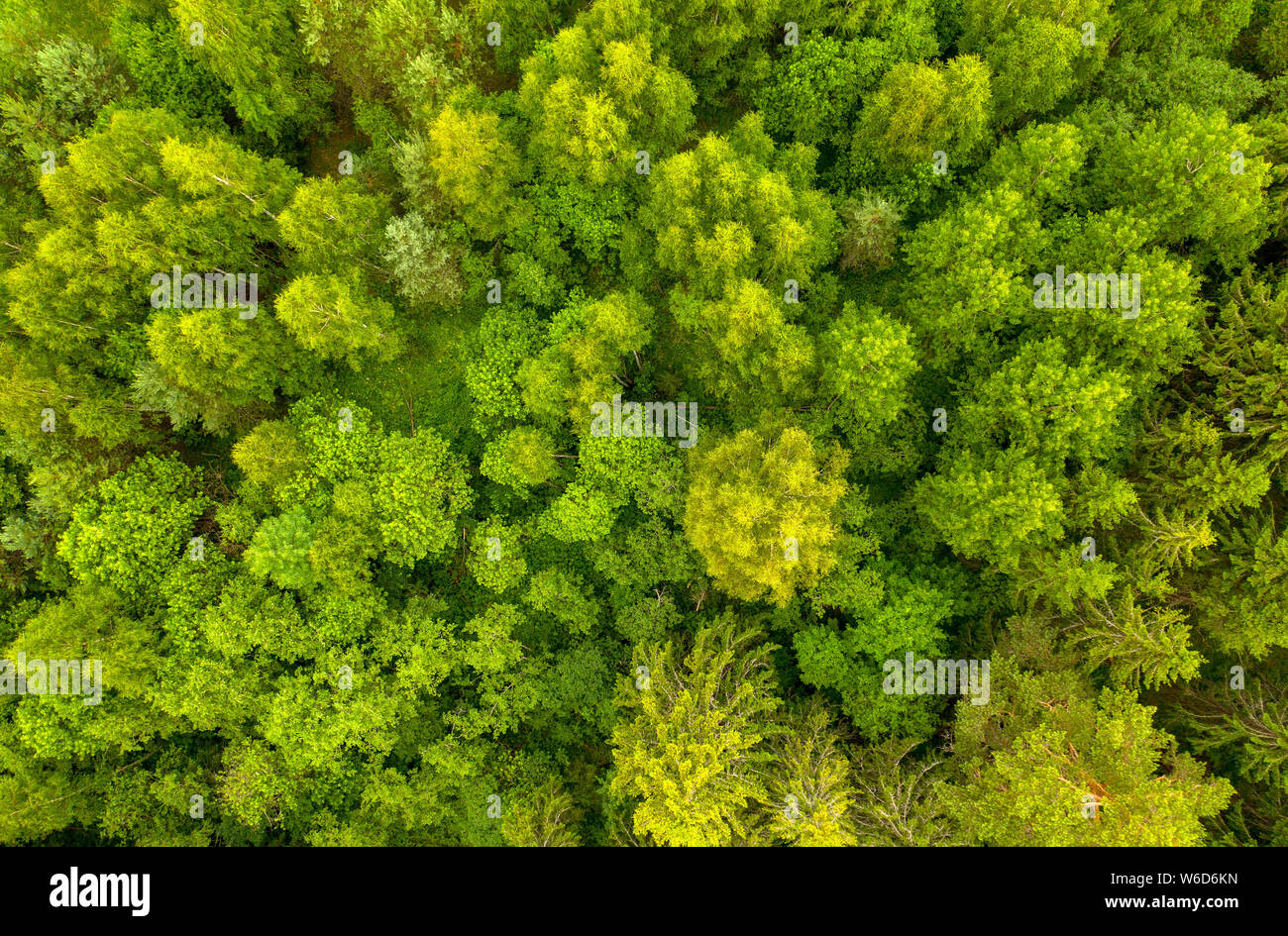 Beautiful spring forest as background. Aerial top view Stock Photo - Alamy