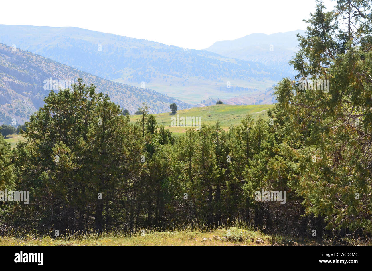Juniper trees and high plateaus in the Hissar or Gissar mountains ...
