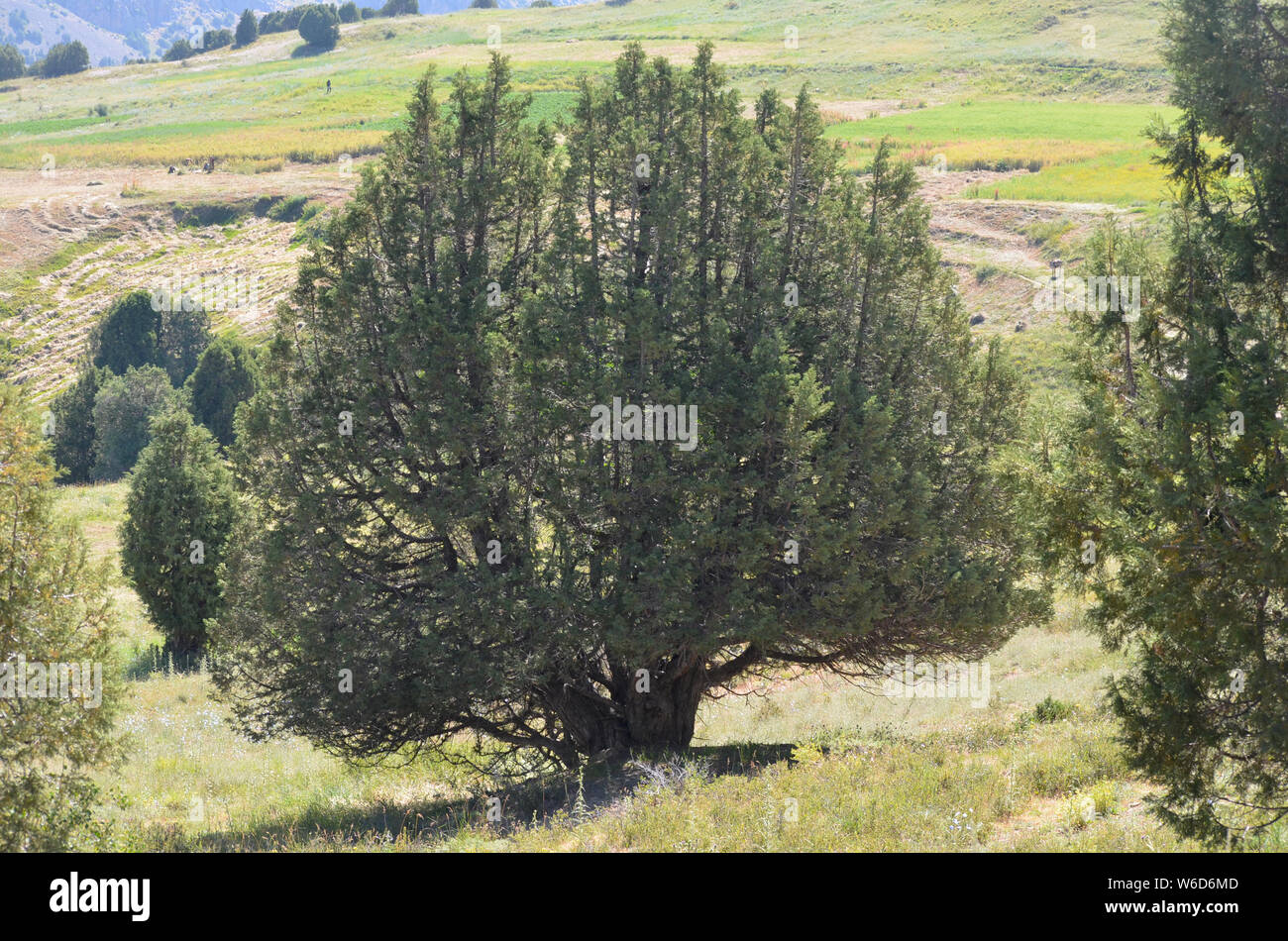 Juniper trees and high plateaus in the Hissar or Gissar mountains ...