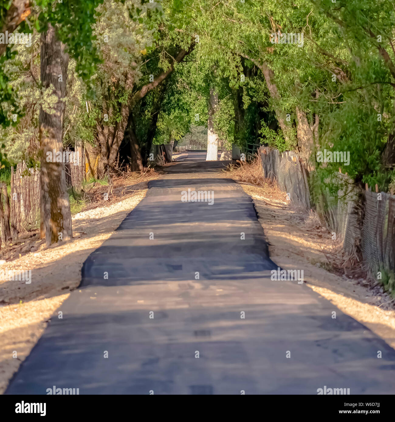 Square Towering trees with abundant leaves forming a canopy over a ...