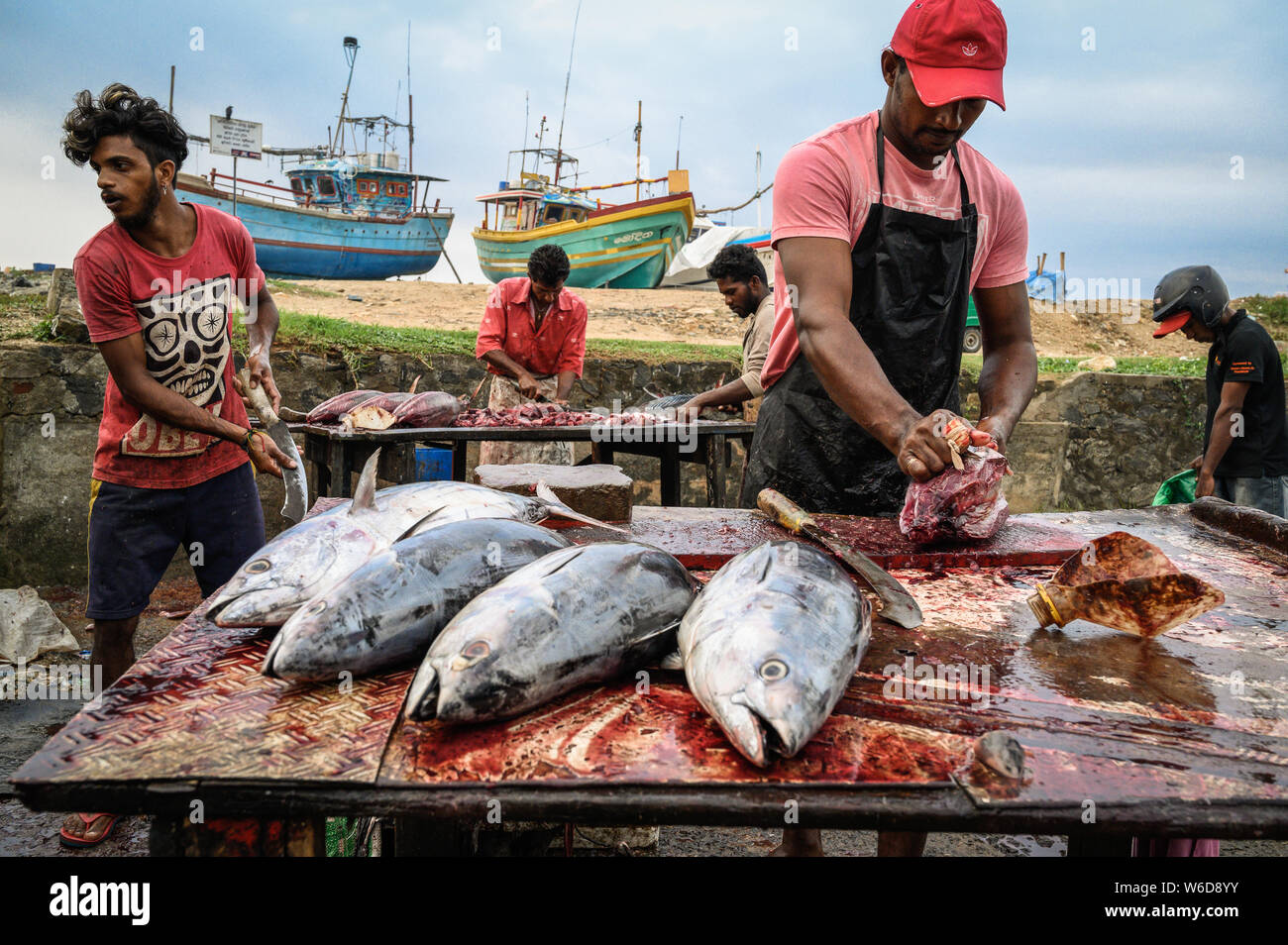 Fishermen processing the day's catch, Dondra Port Fishing Market ...