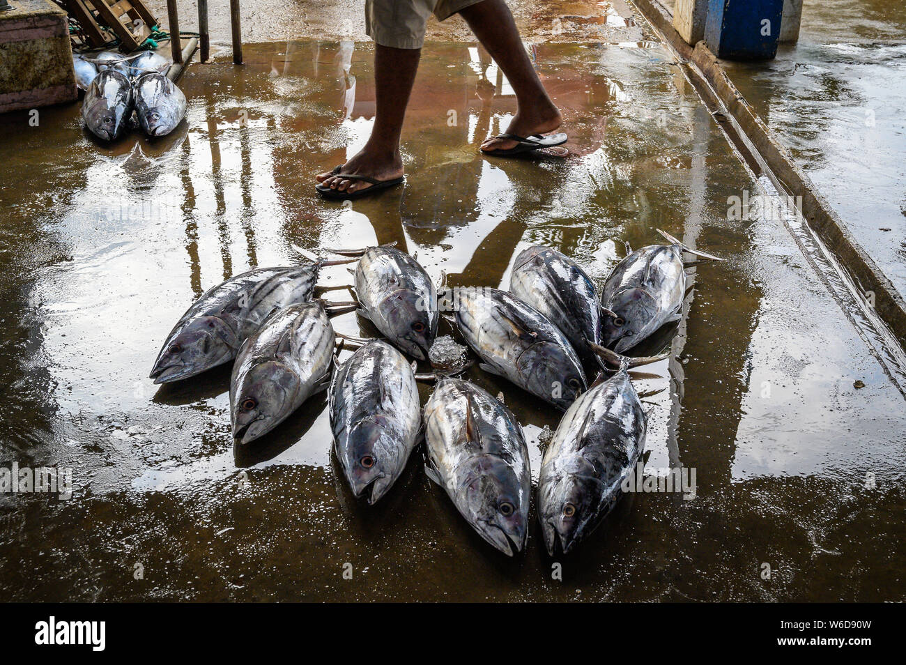 Fish, Dondra Port Fishing Market, Matara, Sri Lanka Stock Photo - Alamy