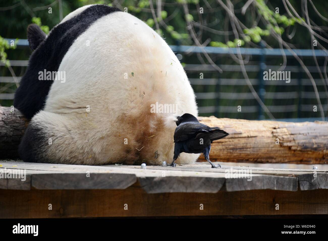 A crow pecks and plucks out the fur on a giant panda's butt at the Beijing Zoo in Beijing, China ...