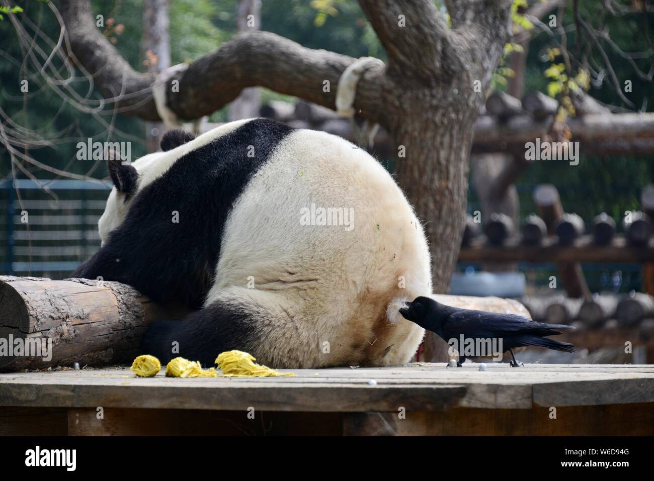 A crow pecks and plucks out the fur on a giant panda's butt at the ...