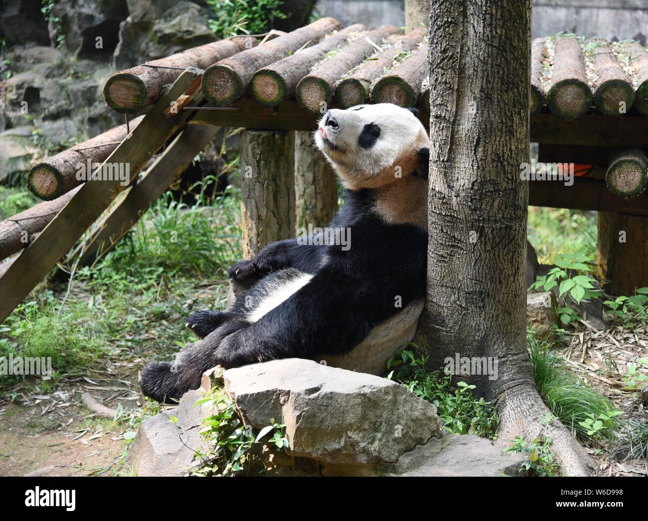 Giant panda Shuang Hao plays in its enclosure at the Hangzhou Zoo in ...