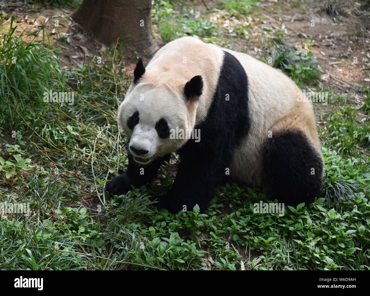 Giant panda Shuang Hao plays in its enclosure at the Hangzhou Zoo in ...