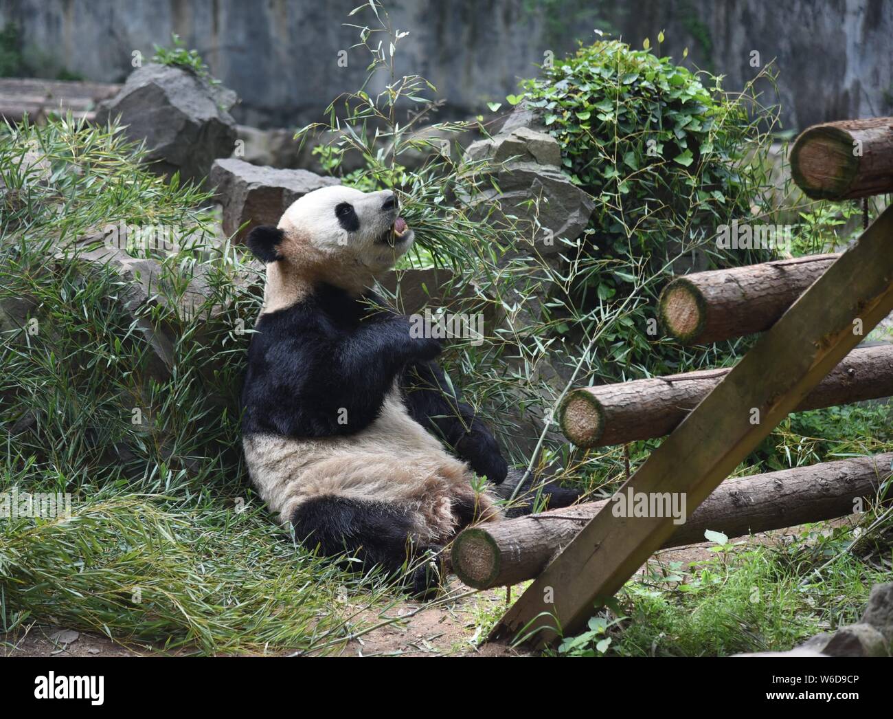 Giant panda Shuang Hao plays in its enclosure at the Hangzhou Zoo in ...