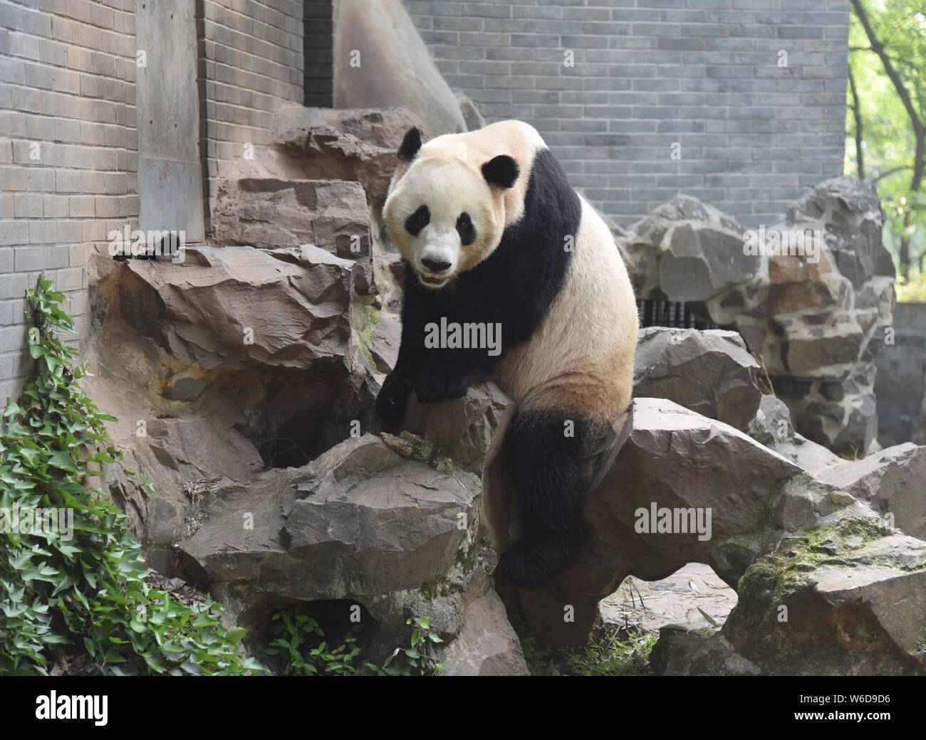 Giant panda Shuang Hao plays in its enclosure at the Hangzhou Zoo in ...
