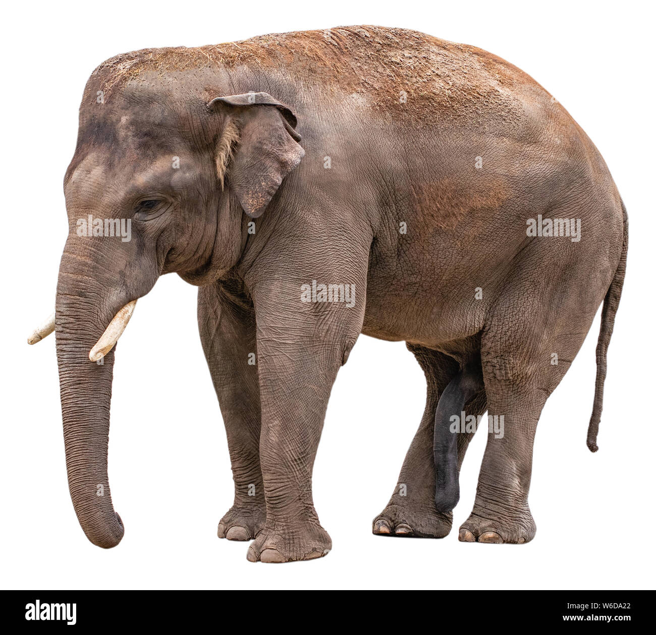 Elephant isolated on white background. With clipping path Stock Photo ...