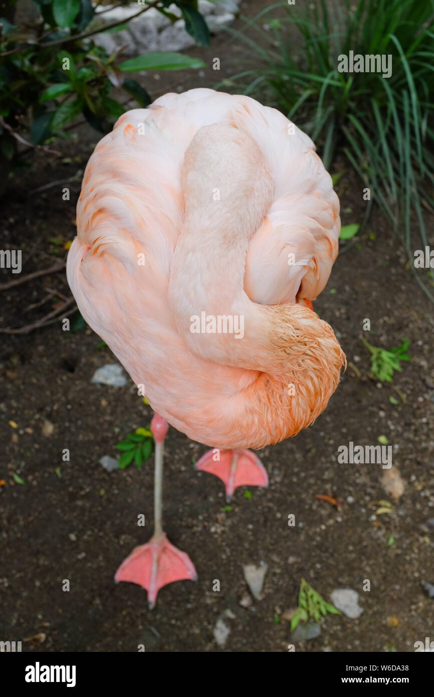 A greater flamingo at Animal Kingdom in Kobe, Hyogo Prefecture, Japan ...