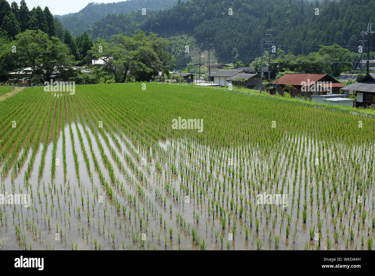 A rice paddy in Japan Stock Photo - Alamy