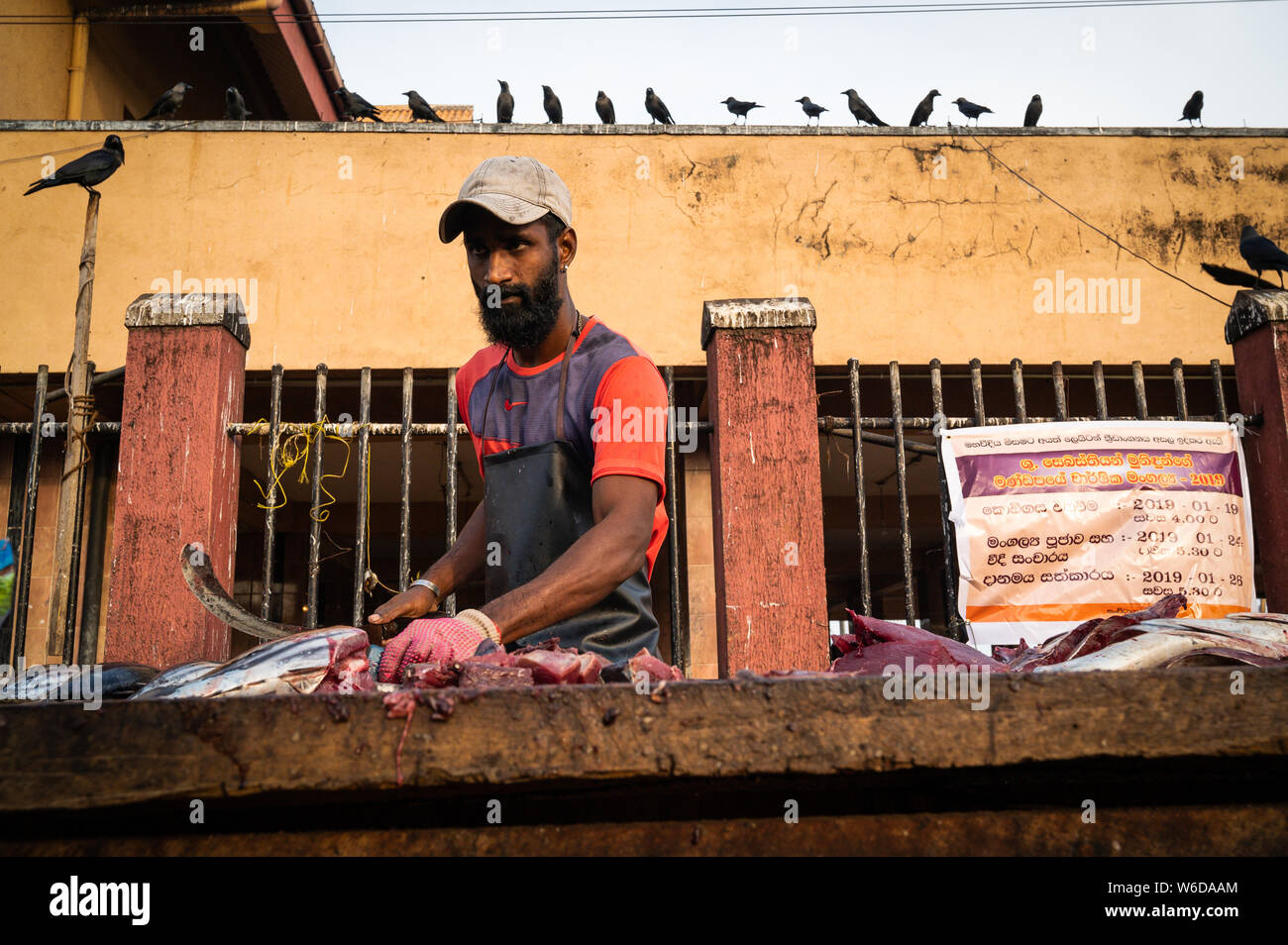 A man cutting up fish with crows in the background, Negombo Fishery ...
