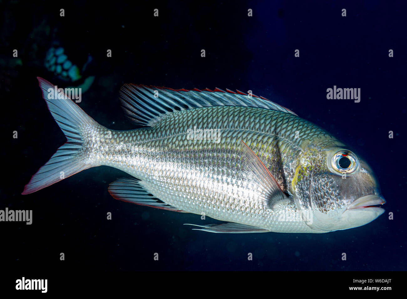 snapper fish isolated diving maldives indian ocean Stock Photo - Alamy