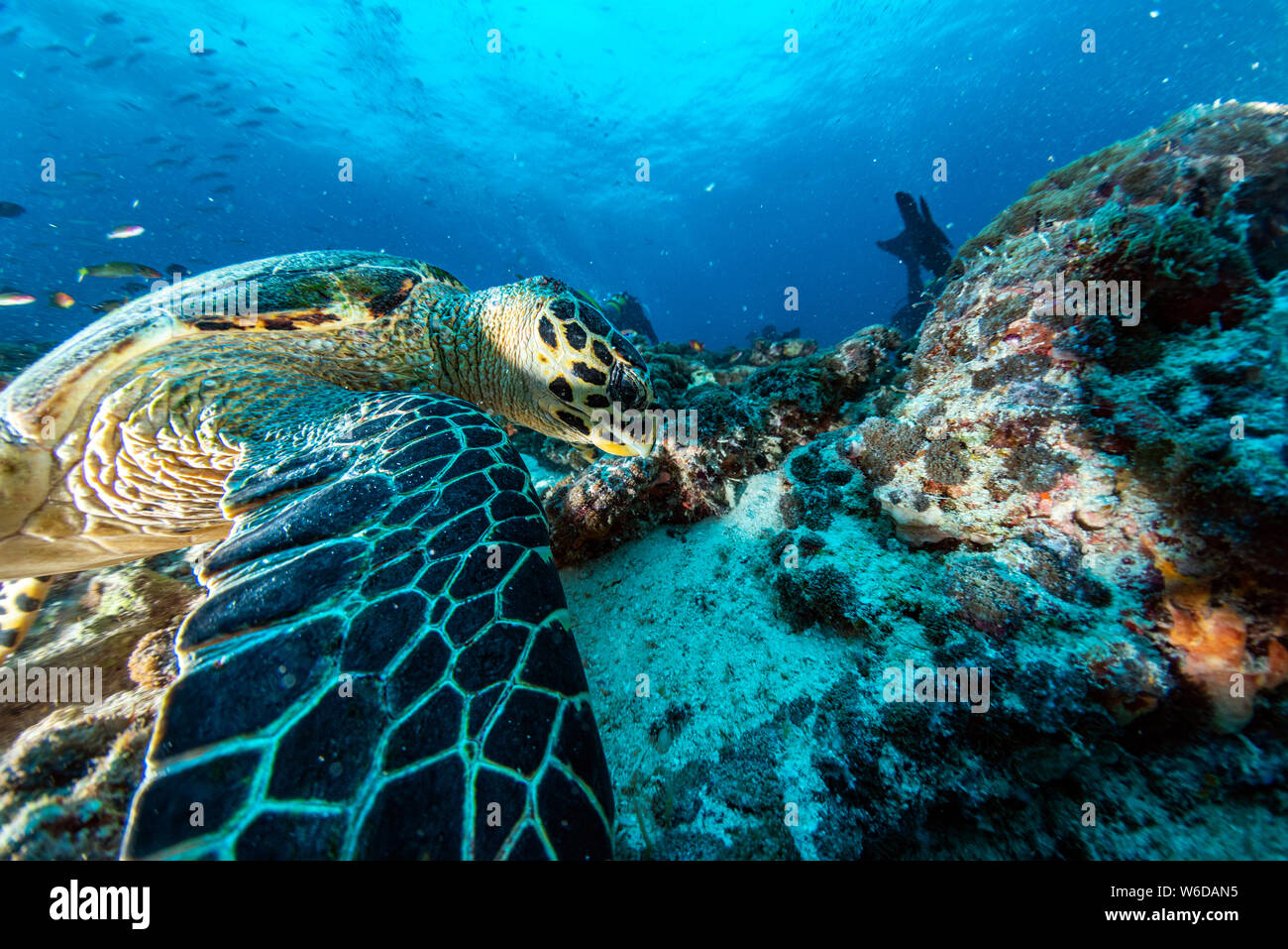 Sea Turtle portrait close up while looking at you and swimming in the ...