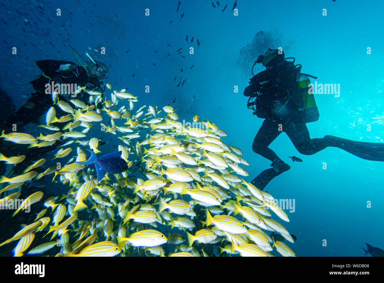 Diver school bluestripe snappers lutjanus hi-res stock photography and ...