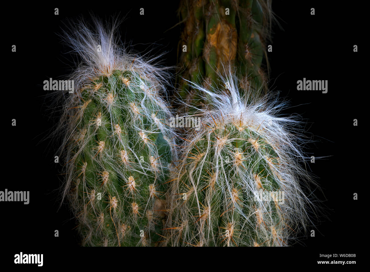 Hairy cactus hi-res stock photography and images - Alamy